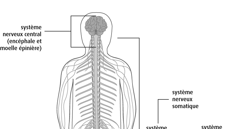 Anatomie du système nerveux | Récap' IDE