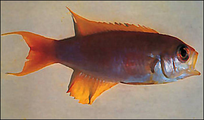 Artes de Pesca: VAMOS A PESCAR TRES COLAS