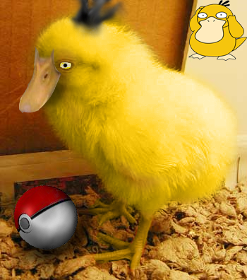 I'm An Ordinary Person: pokemon come to life!