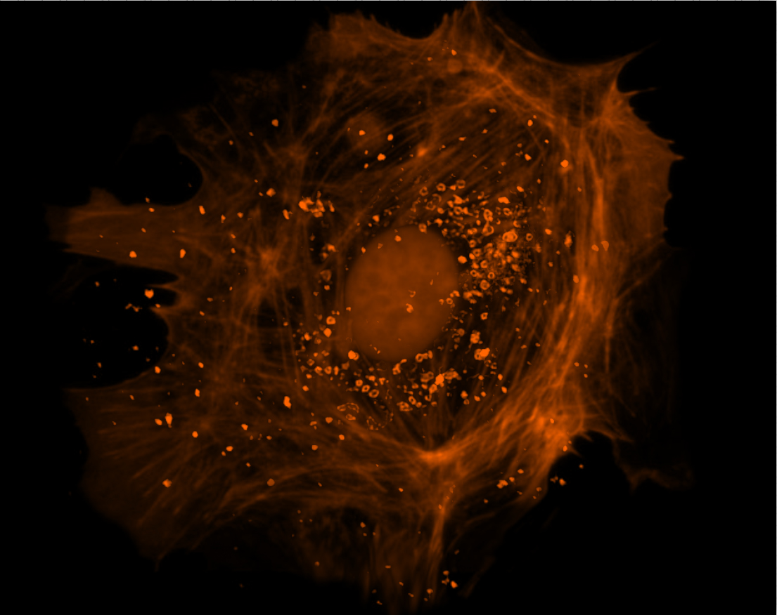 Molly's Art Blog: Cell Staining...