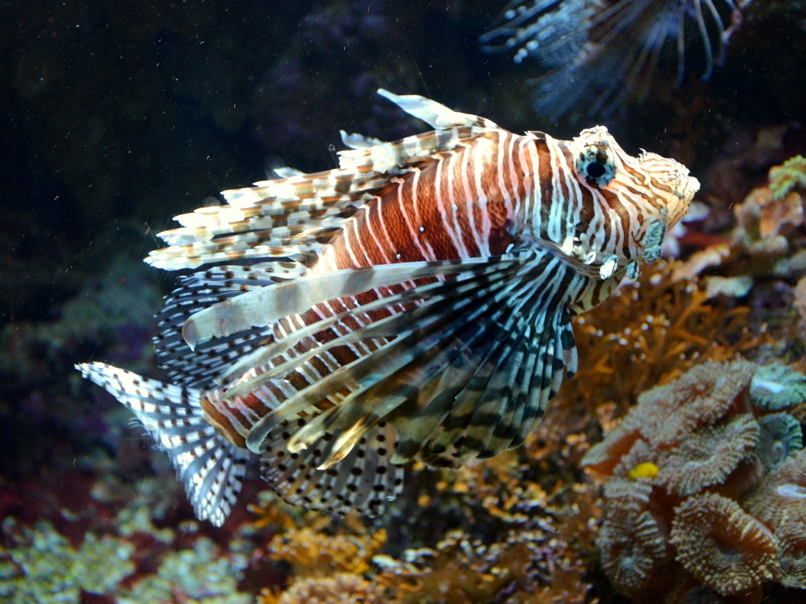Nouvelle-Calédonie, le caillou aux mille couleurs: L'Aquarium des Lagons