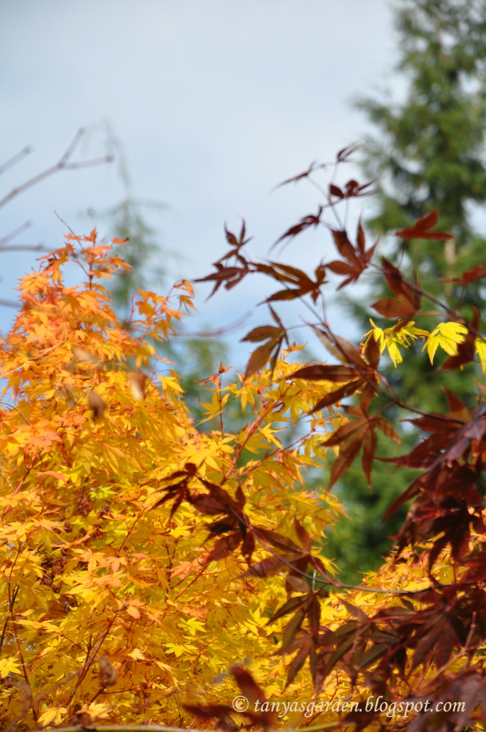 MySecretGarden: Japanese Maples. Picture Gallery