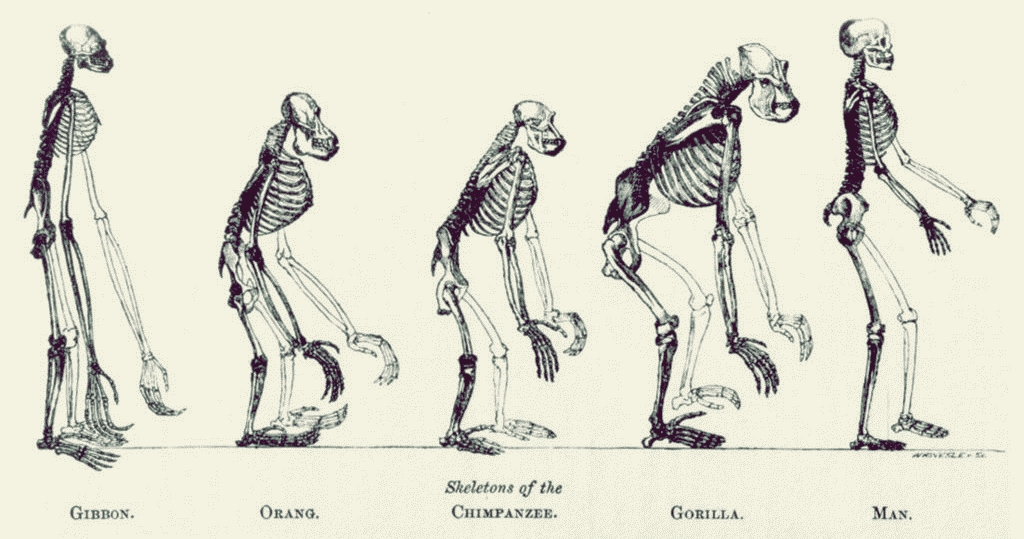 El Legado de Clío: LA EVOLUCIÓN HUMANA: DE LOS PRIMATES A LOS HUMANOS