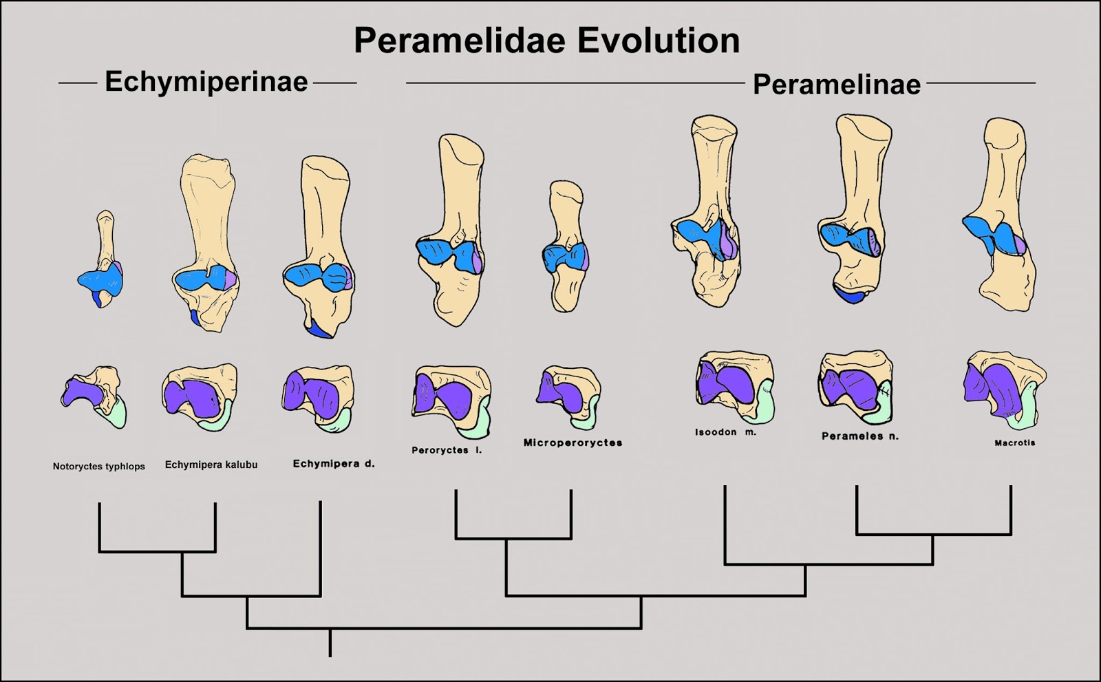 "A EVOLUÇÃO DOS MAMÍFEROS" THE Evolution OF THE MAMMALS: MARSUPIAL ...