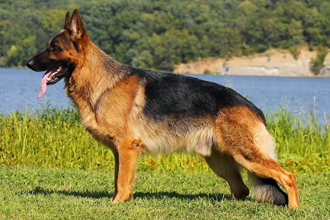 dog side stories: German Shepherd (Γερμανικός Ποιμενικός)