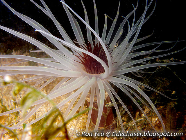 tHE tiDE cHAsER: Cnidarians (Phylum Cnidaria) of Singapore