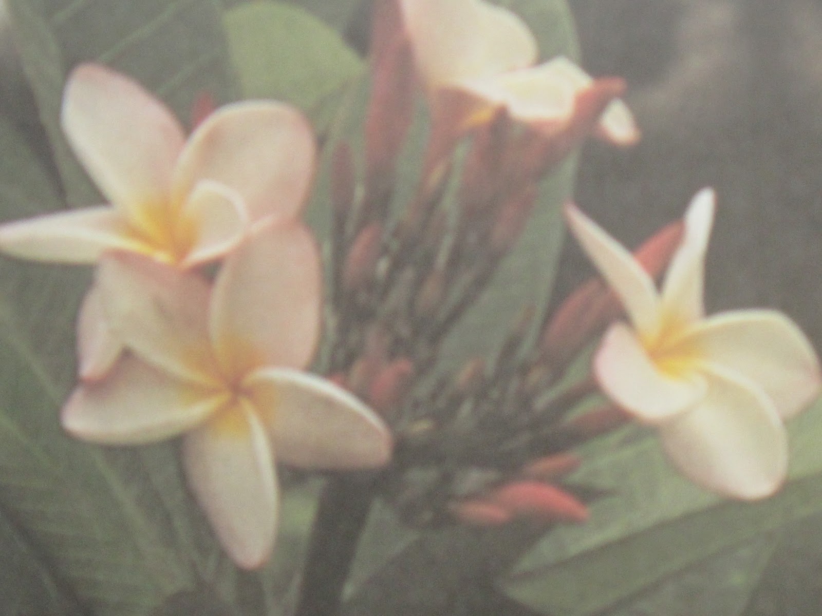 herbal leaves, herbal medicine plants and treatments: April 15, 2012