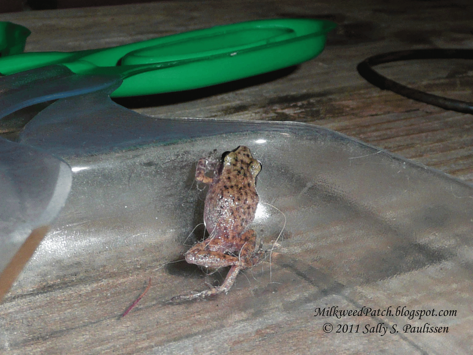 The Milkweed Patch: Frogs in the Kitchen - and Other Thirsty Critters