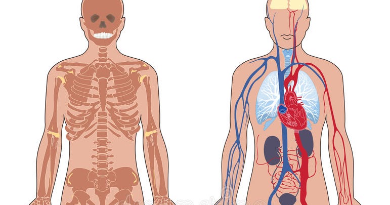 Anatomía del Cuerpo Humano Anatomía del Cuerpo Humano