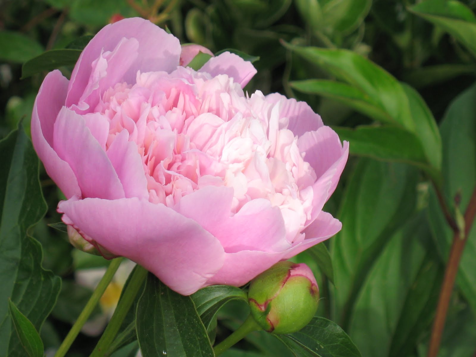 Jurnal de gradina: Din nou, bujori...