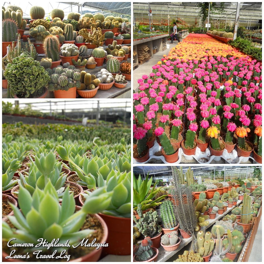 Leena's Travel Log: Cameron Highlands 2012 : 2 days 1 Night Trip