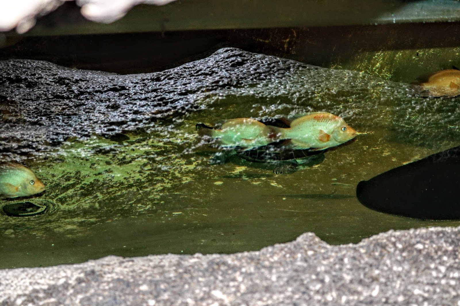 Citrinellum Goldfish Pics At The Akron Zoo