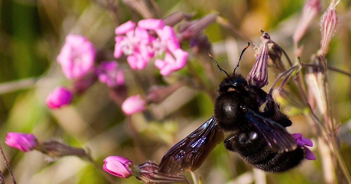 Abejas - Carpintera y de la miel en tomillo o cantueso - 4 fotografías ...
