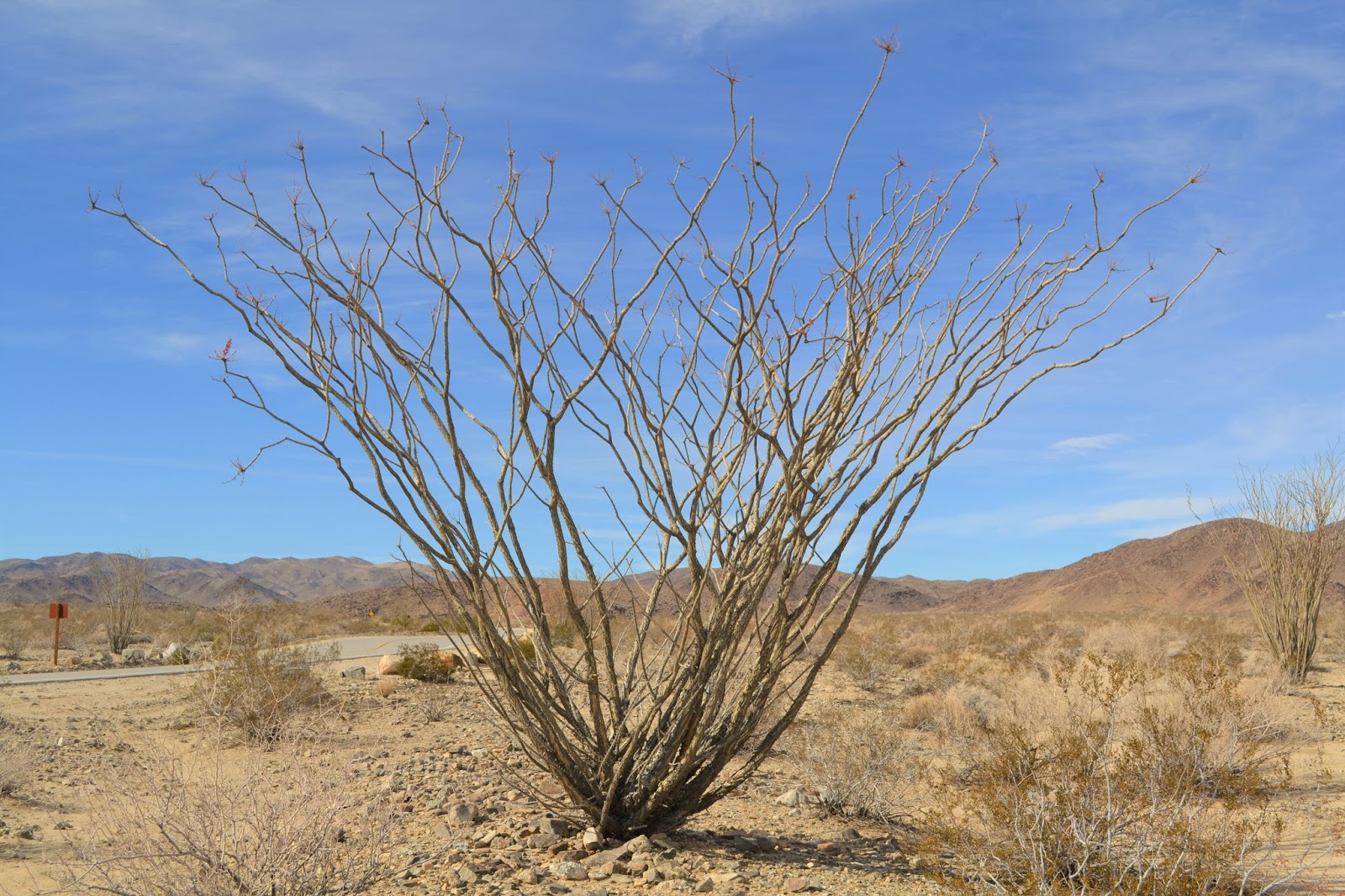 Suzanne's Travel Adventures: Joshua Tree National Park