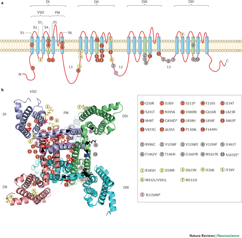 Origin of the Universe, Life and Consciousness: The NaV1.7 sodium ...