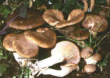 urraca-miguel: SETAS DE CARDO