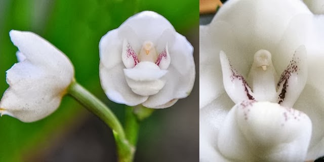 10 Bentuk Bunga Paling Unik Di Dunia