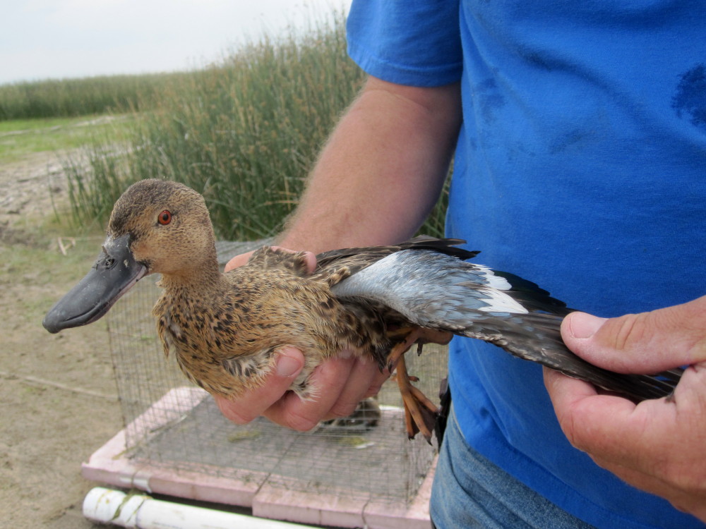 Mark & Teri's Travels: Duck Banding, Part 2