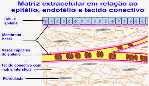 Ciências do CECB: Matriz Extracelular