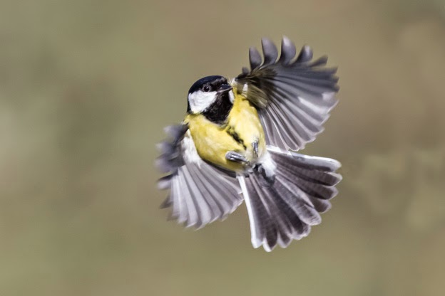 Bird and Wildlife Photos from Somerset and Devon : Working hard on the ...