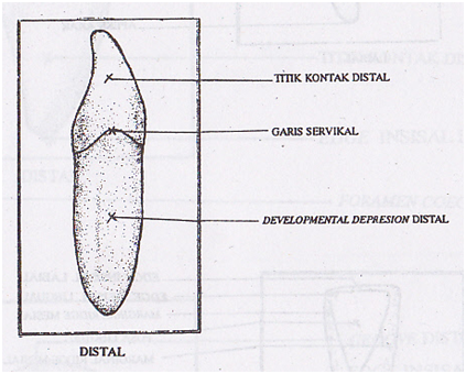 Makalah Perbedaan Anatomi Gigi Incisivus Pertama Rahang Atas dan Rahang ...