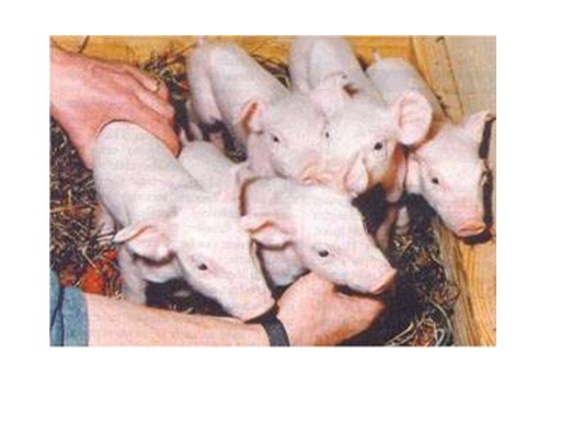 Animal Nica Med: Animales Transgénicos - Genética e Inmunología Veterinaria