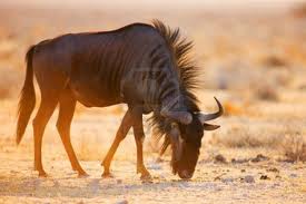 The Wildebeest | Interesting Animal All Amazing Facts | The Wildlife