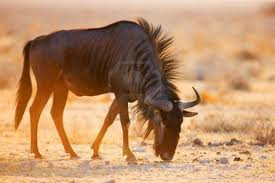 The Wildebeest | Interesting Animal All Amazing Facts | The Wildlife