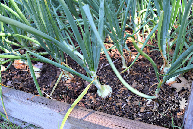 Harvesting and Curing Onions - Oak Hill Homestead