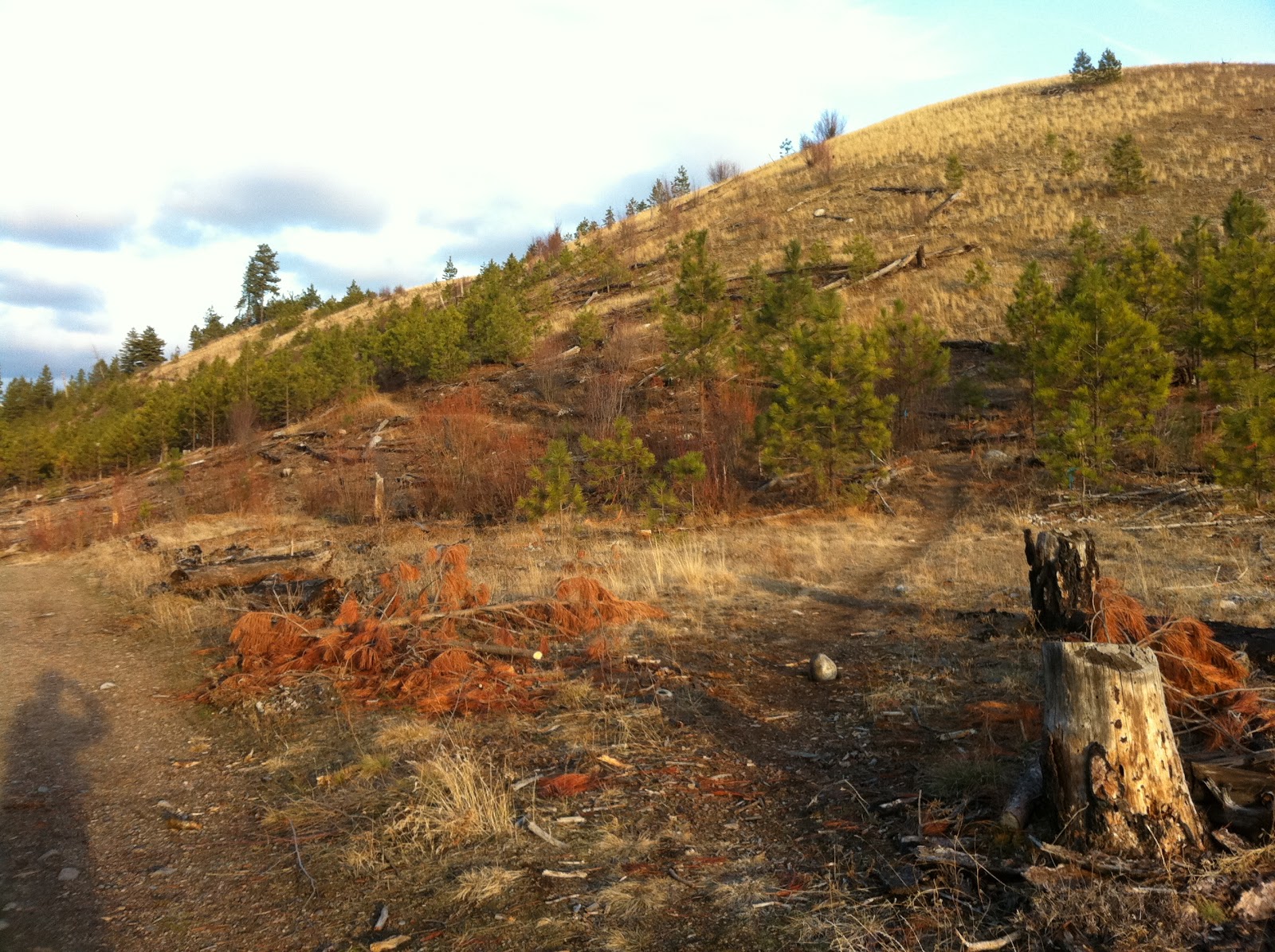 Wileydog Cycle: In Search of the Dwight Merkel trail to Riverside State ...