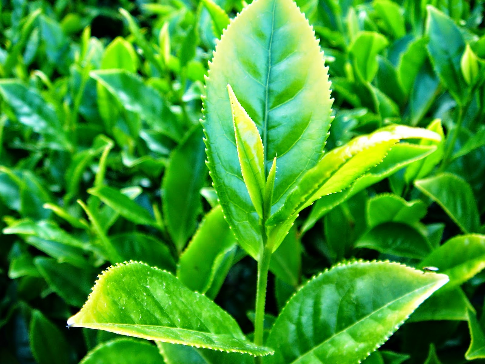 Tarım Siteniz: Çay bitkisi (tea plant)