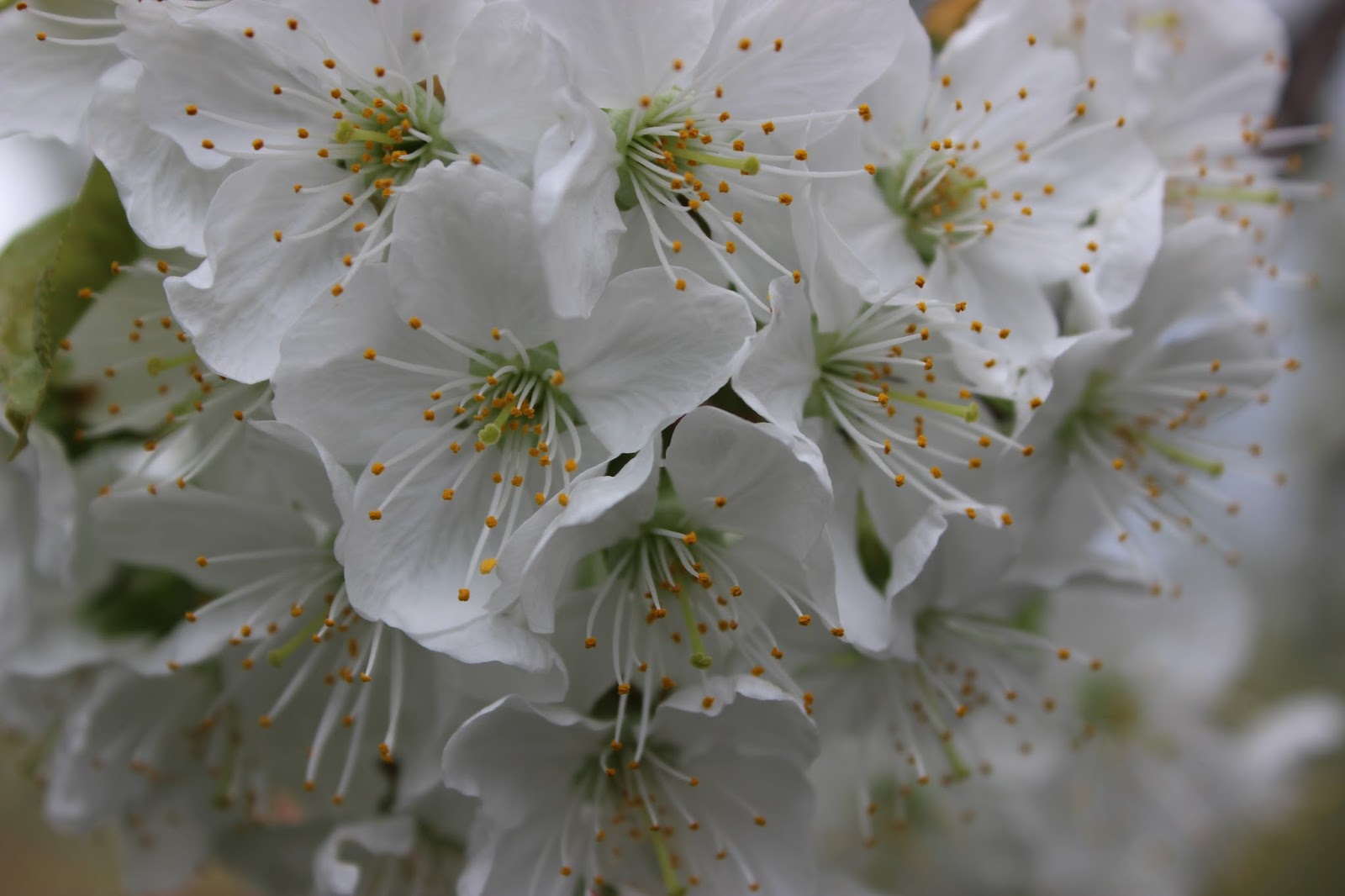 ATIZE - DIY, HOME, DESIGN : ČEREŠŇA - Ako ide čas / Dá sa vyrobiť v ...