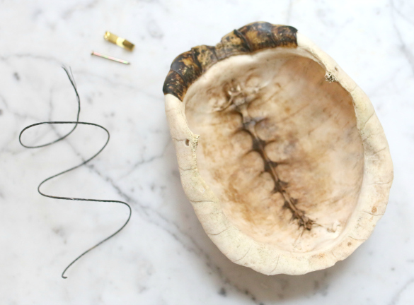 How to Wall Mount a Turtle Shell | 17 Apart