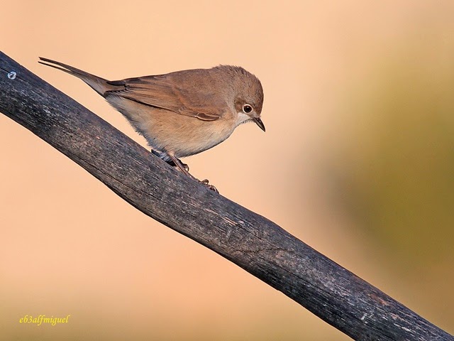 Miguel fotografia: Currucas Sylvia (animal)