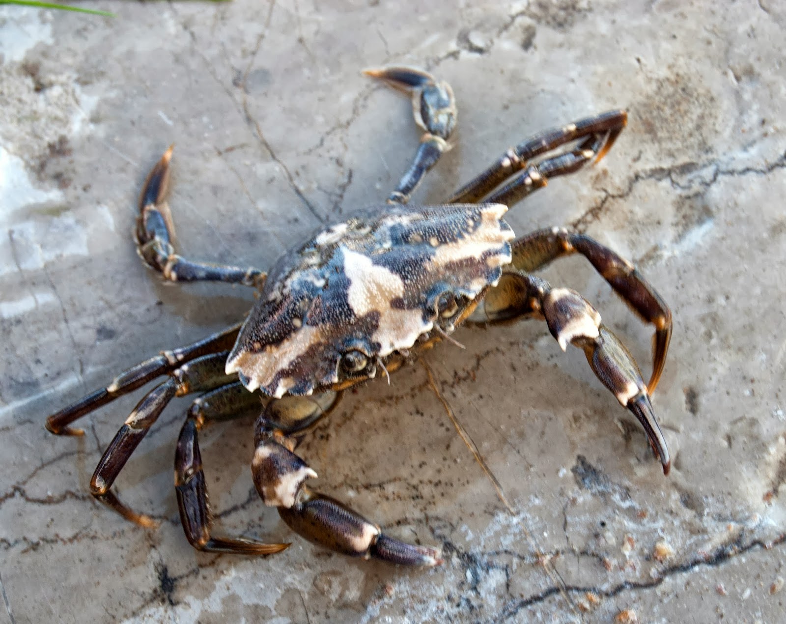 Nature Blog by Alexandra: Crab Fishing in Conwy