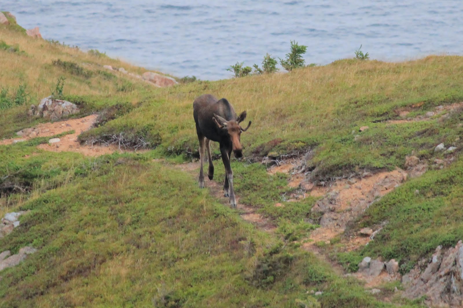 Greggle Goes West: You’ve Already Won Me Over, In Spite of Me