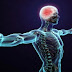 How fibromyalgia affects the brain and central nervous system ...