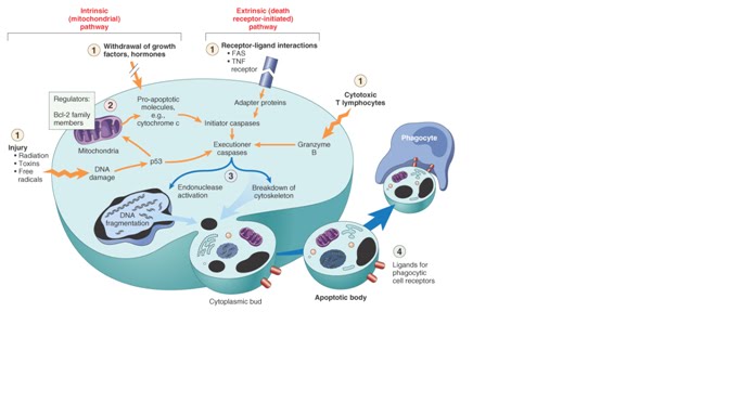 Pengertian Apoptosis dan proses Apoptosis