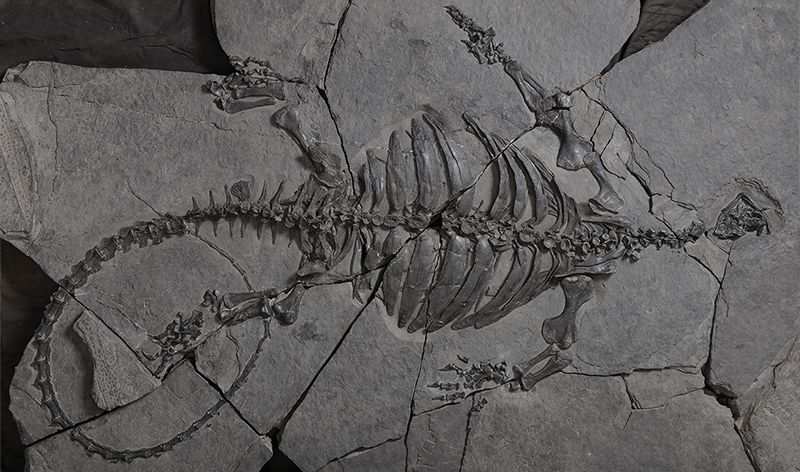 Rosa Rubicondior: And This Week's 'Non-existent' Transitional Fossil Is...