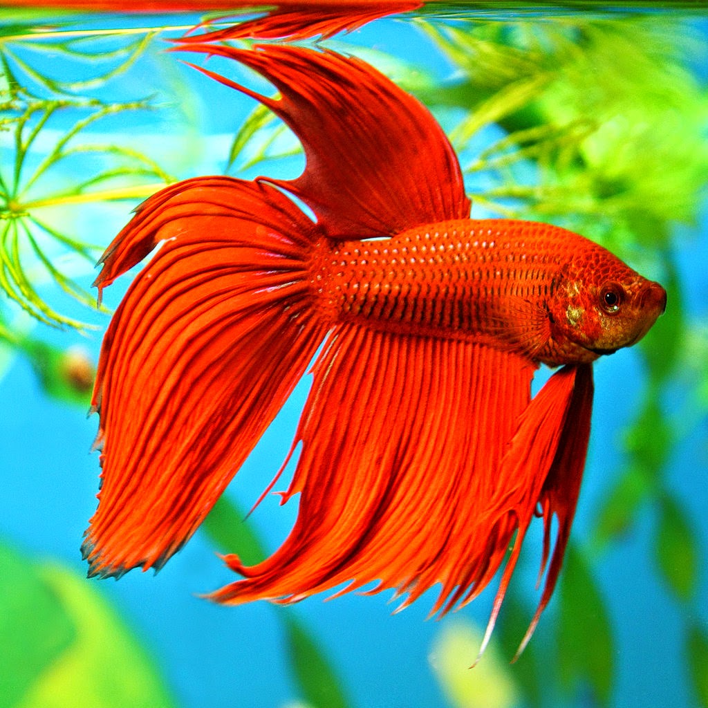 BETTA FISH photos - wallpapers (ανανεωμένο) | the fun bank