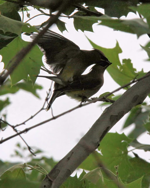 Birds from Behind : An Invasion of Privacy...