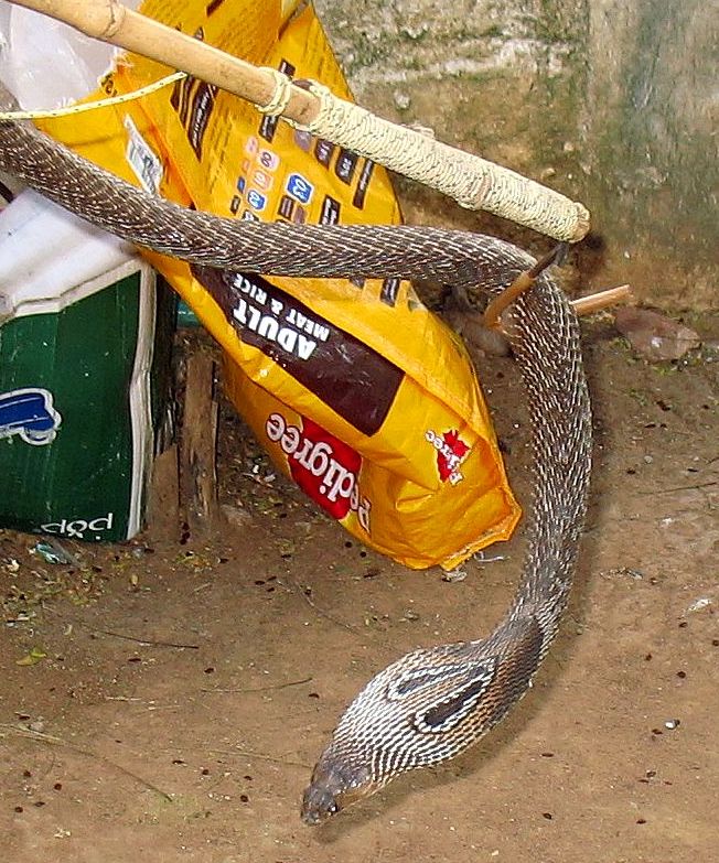 Snake Lesson - ARUNACHALA GRACE