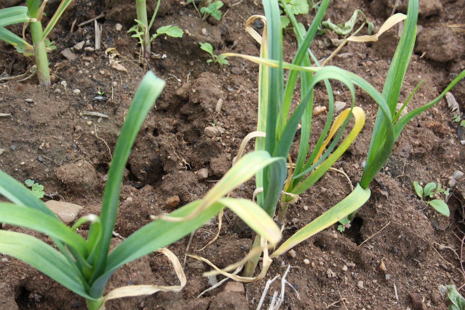 Nova Scotia Vegetable Blog: Garlic - Watch for White Rot