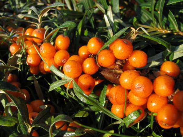 PLANTATIE DE CATINA