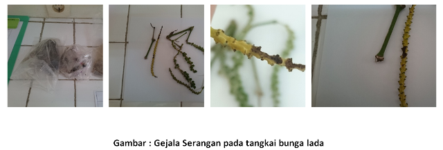 ERLAN ARDIANA RISMANSYAH: REKOMENDASI PENGENDALIAN HAMA PENGHISAP BUNGA ...