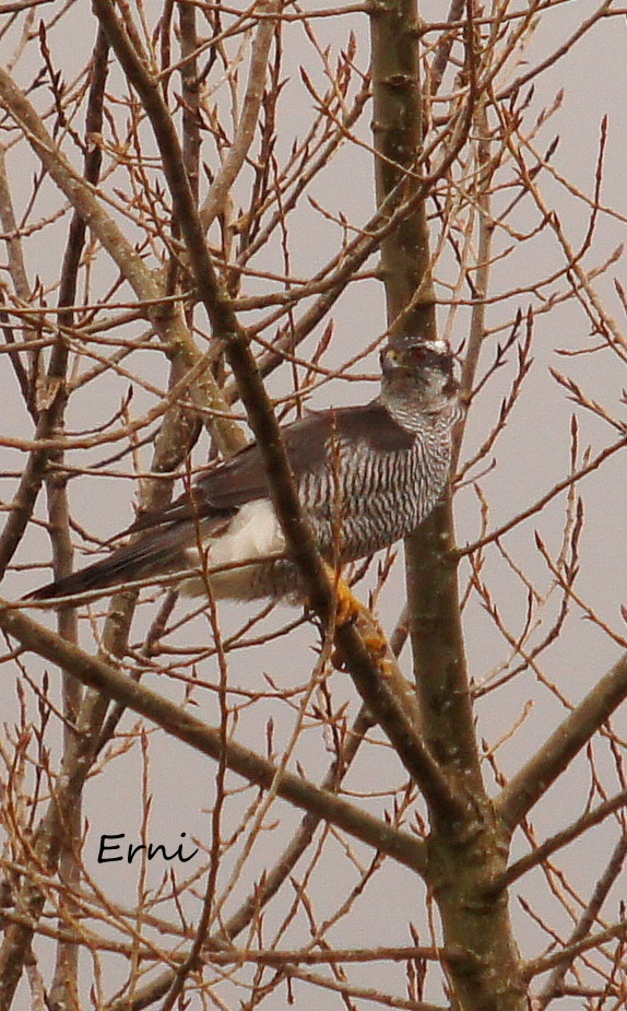 NO SIN MIS PRISMÁTICOS: AZOR COMÚN (Accipiter gentilis) EN LAREDO