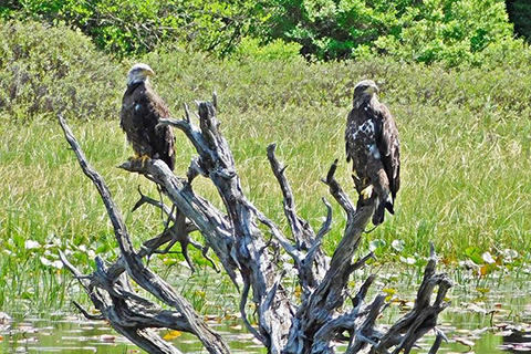 PA Environment Digest Blog: DCNR Good Natured Blog: Fall Migration ...