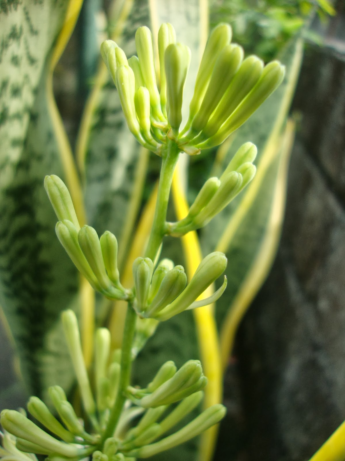 My Blog ... Activities: Espada Plant Flower