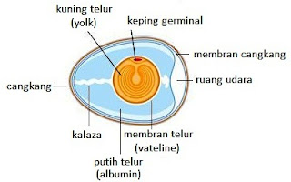 Karakteristik Telur - GiziKlinikKu