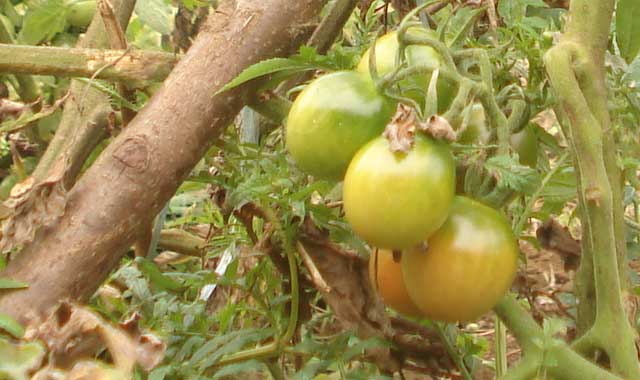 Tomat Hitam Unik Hasil Persilangan - Lim Corporation